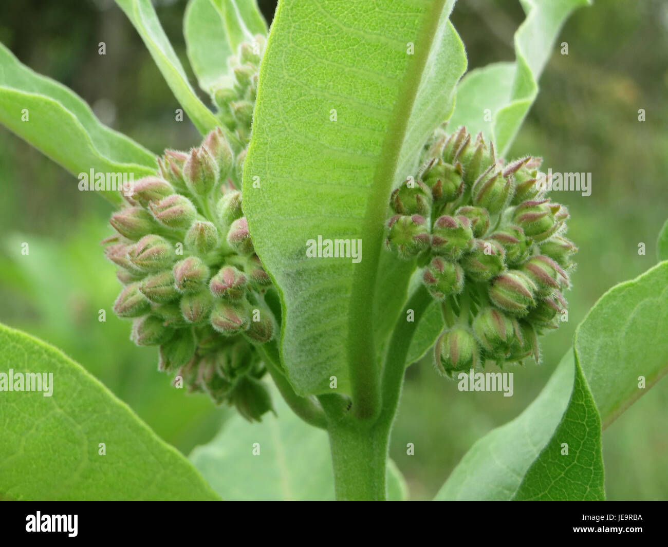 Asclepias syriaca, commonly known as common milkweed, is a flowering ...