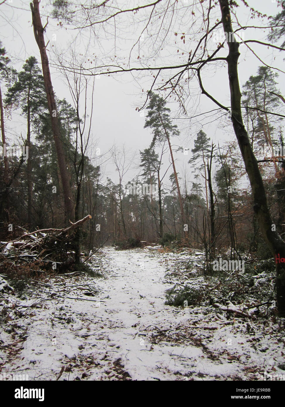 The Schwetzinger Hardt is a natural area in Germany, known for its rich ...