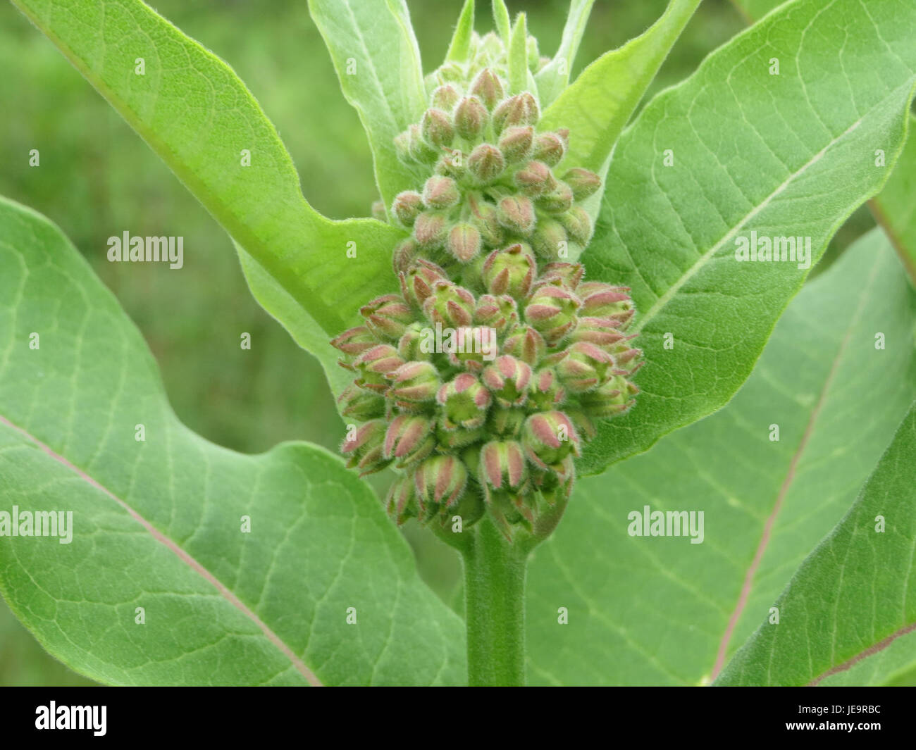 This title refers to the plant Asclepias syriaca, commonly known as ...