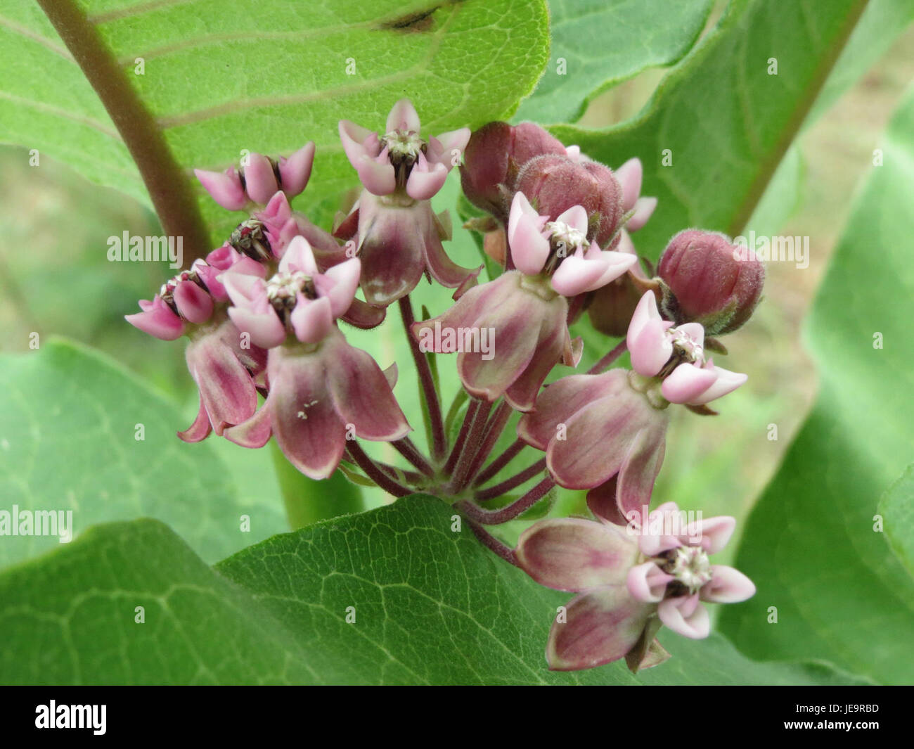 Asclepias syriaca, commonly known as common milkweed, photographed on ...