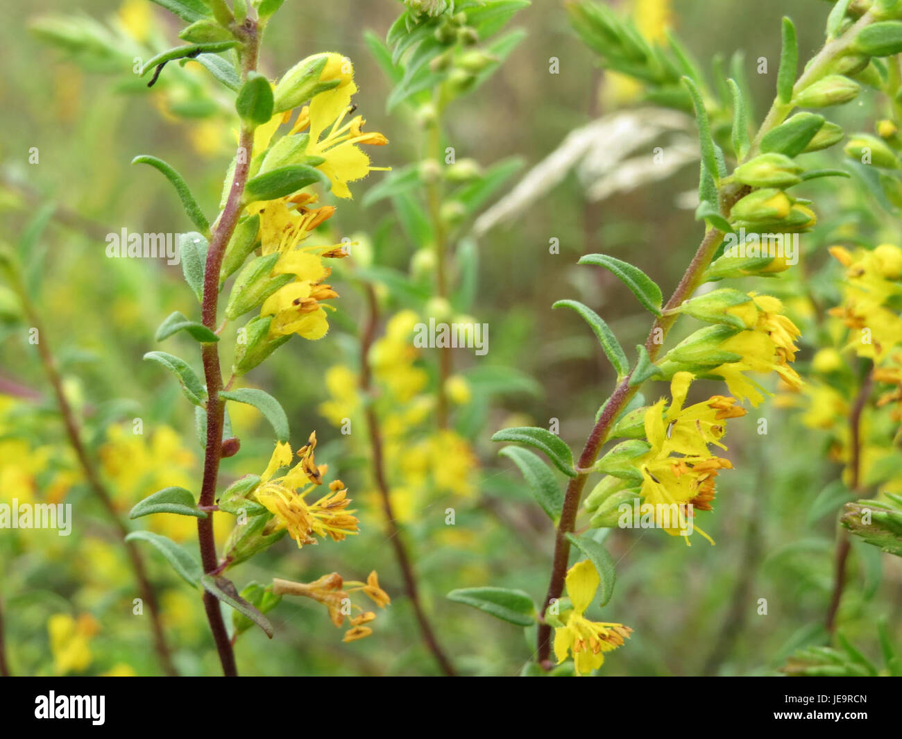 Regional plant identification hi-res stock photography and images - Alamy