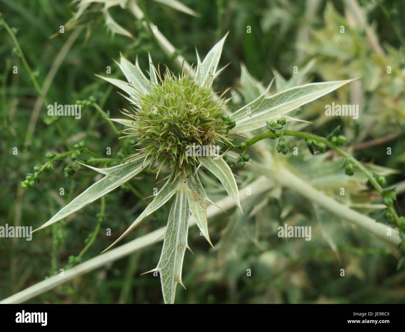 Striking spiny leaves hi-res stock photography and images - Alamy