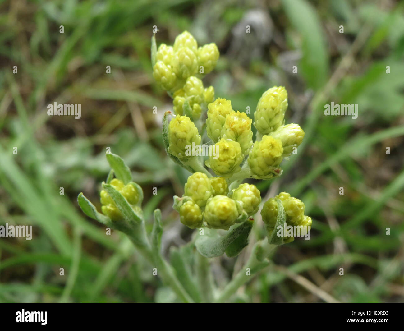 A photograph of Helichrysum arenarium, commonly known as the ...