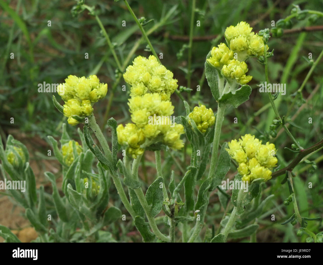 Yellow flowers helichrysum arenarium hi-res stock photography and ...
