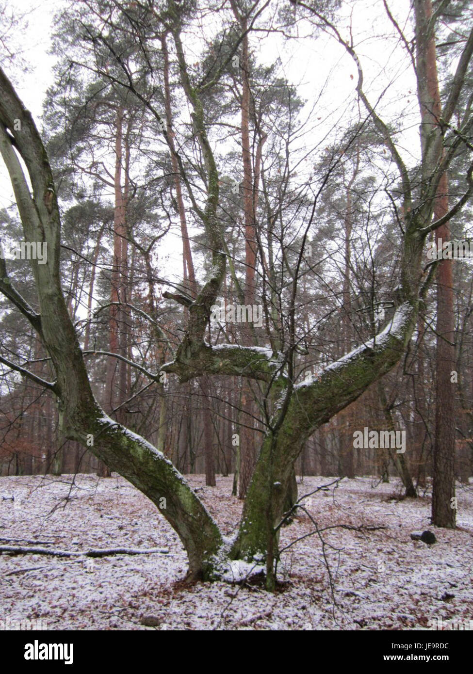 A photograph of Schwetzinger Hardt, a park located in the southwest of ...