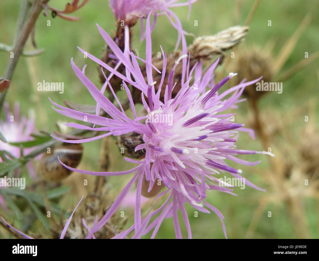 Centaurea stoebe, known as brown knapweed, is a perennial plant native ...