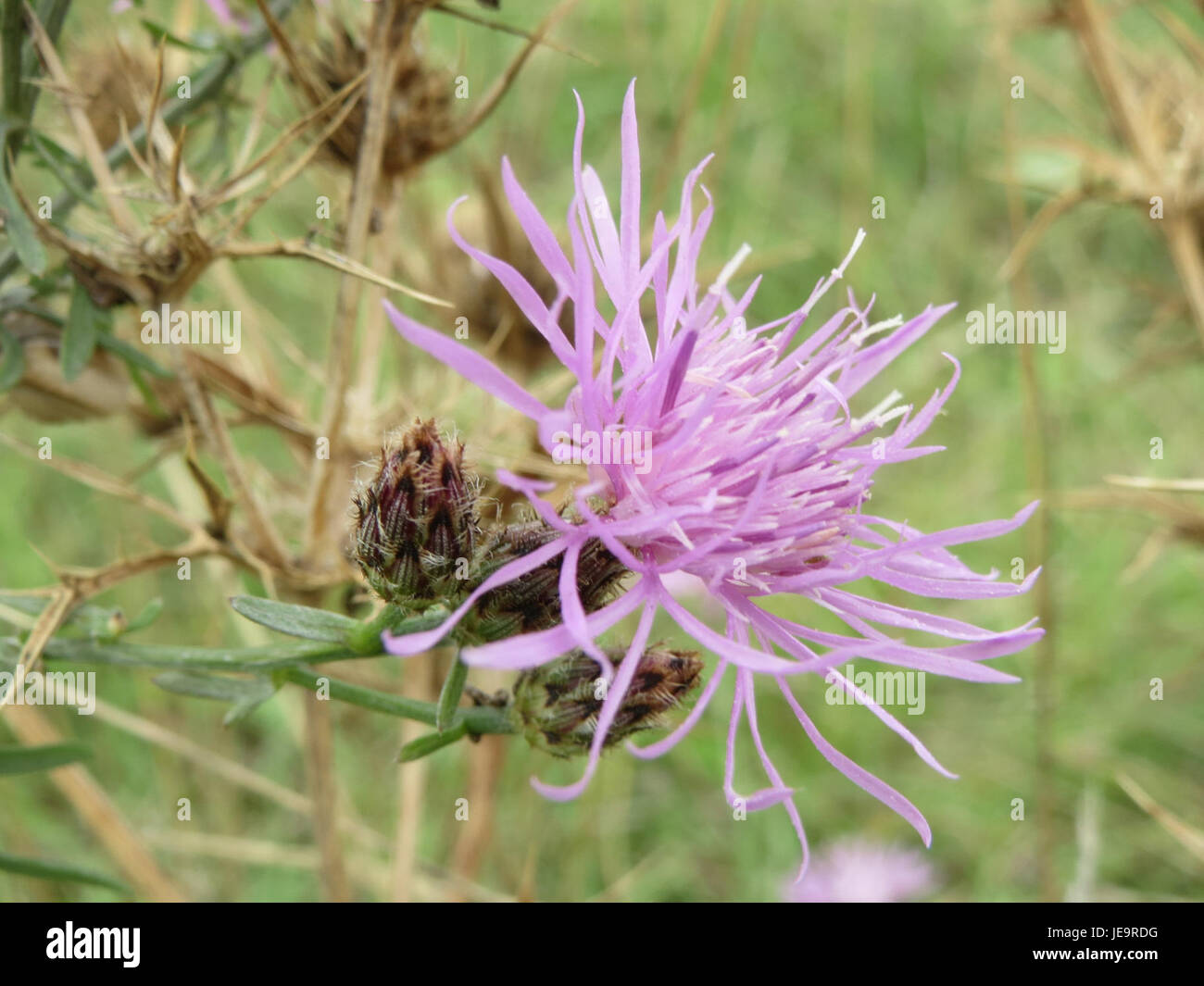 Centaurea stoebe, commonly known as Spotted Knapweed, is an invasive ...
