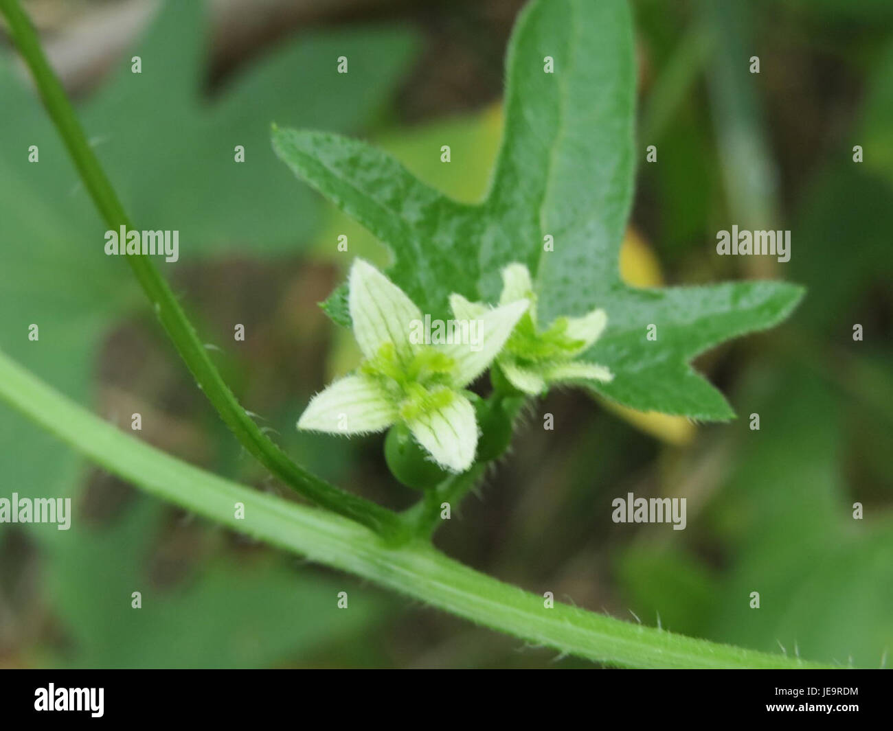 Bryonia dioica, also known as white bryony, is a perennial plant native ...