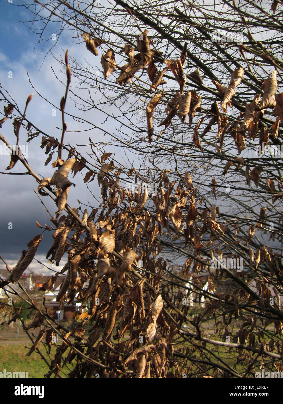 Hainbuche, or Carpinus betulus, is a deciduous tree native to Europe ...