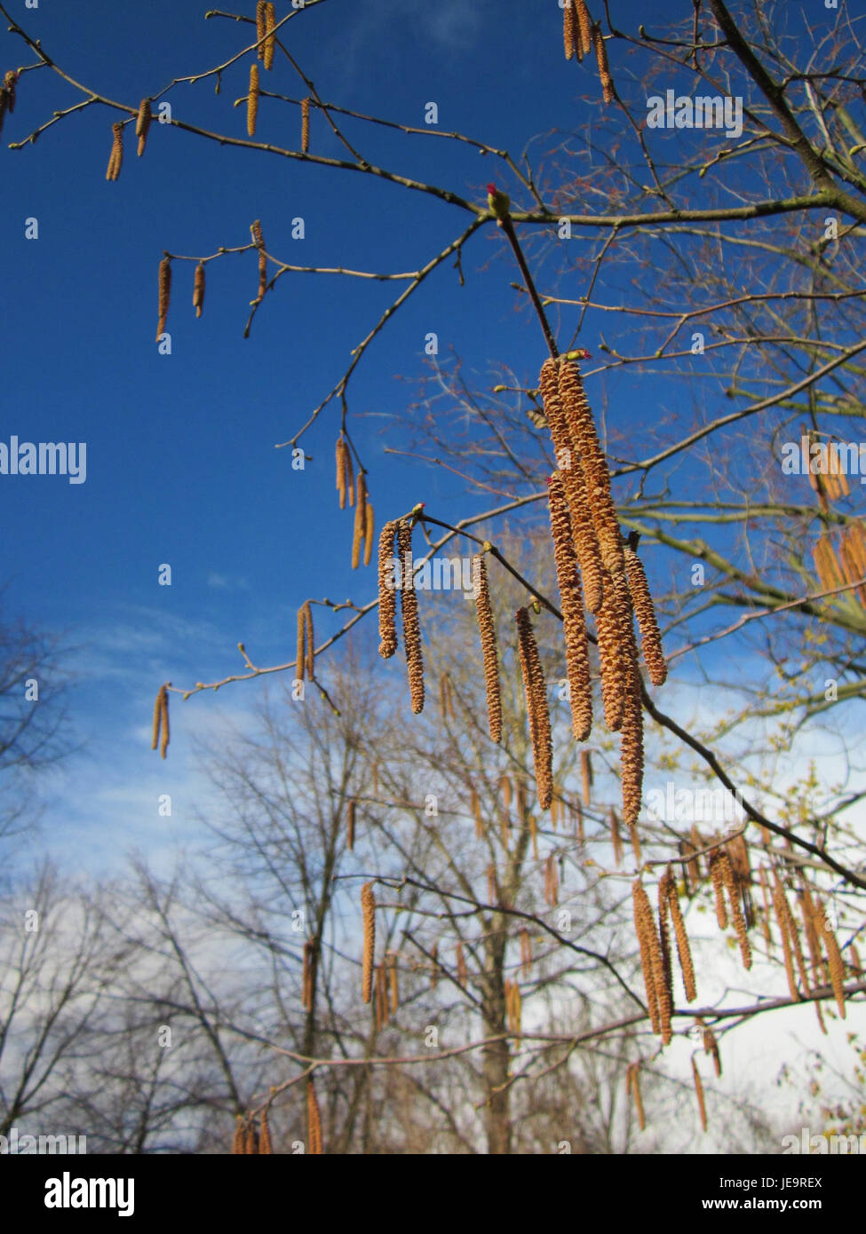 This image depicts a hazelnut plant in Hockenheim, Germany. Hazelnuts ...