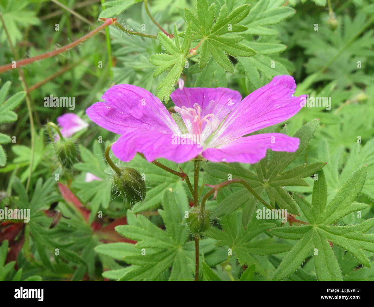 Geranium sanguineum, commonly known as bloody cranesbill, is a ...