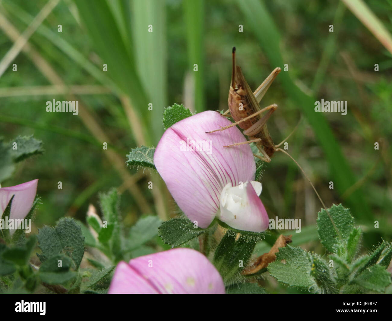 Distinctive spiny leaves hi-res stock photography and images - Alamy
