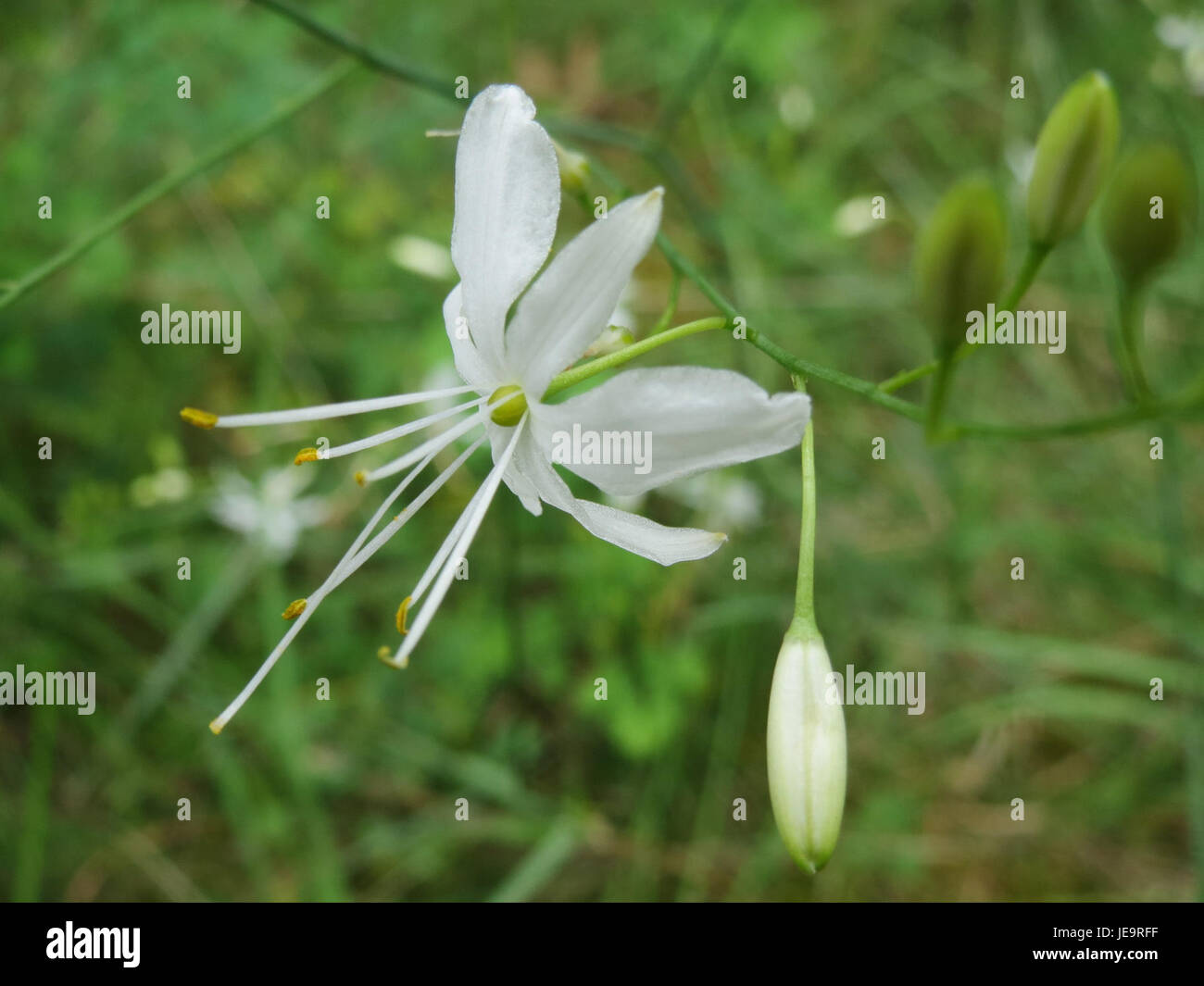 Anthericum ramosum, a species of flowering plant in the lily family, is ...