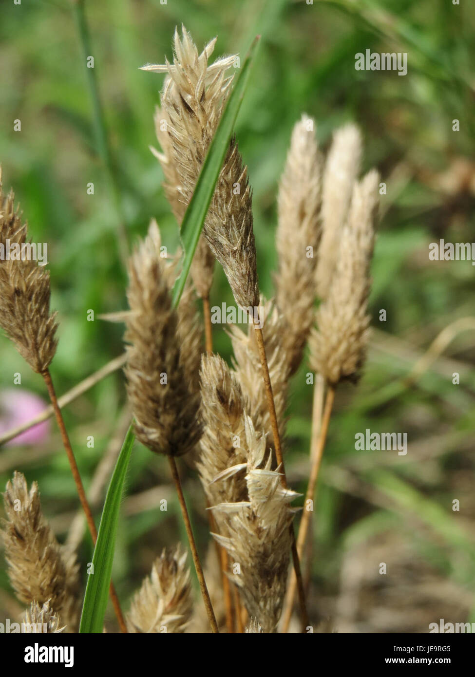 Phleum arenarium, commonly known as sand timothy, is a perennial grass ...