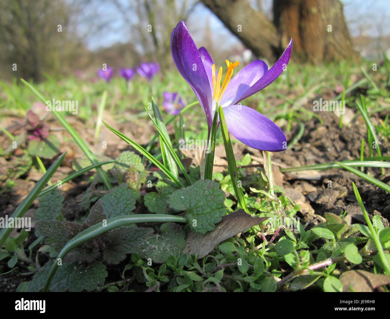 Seasonal plantings hi-res stock photography and images - Alamy