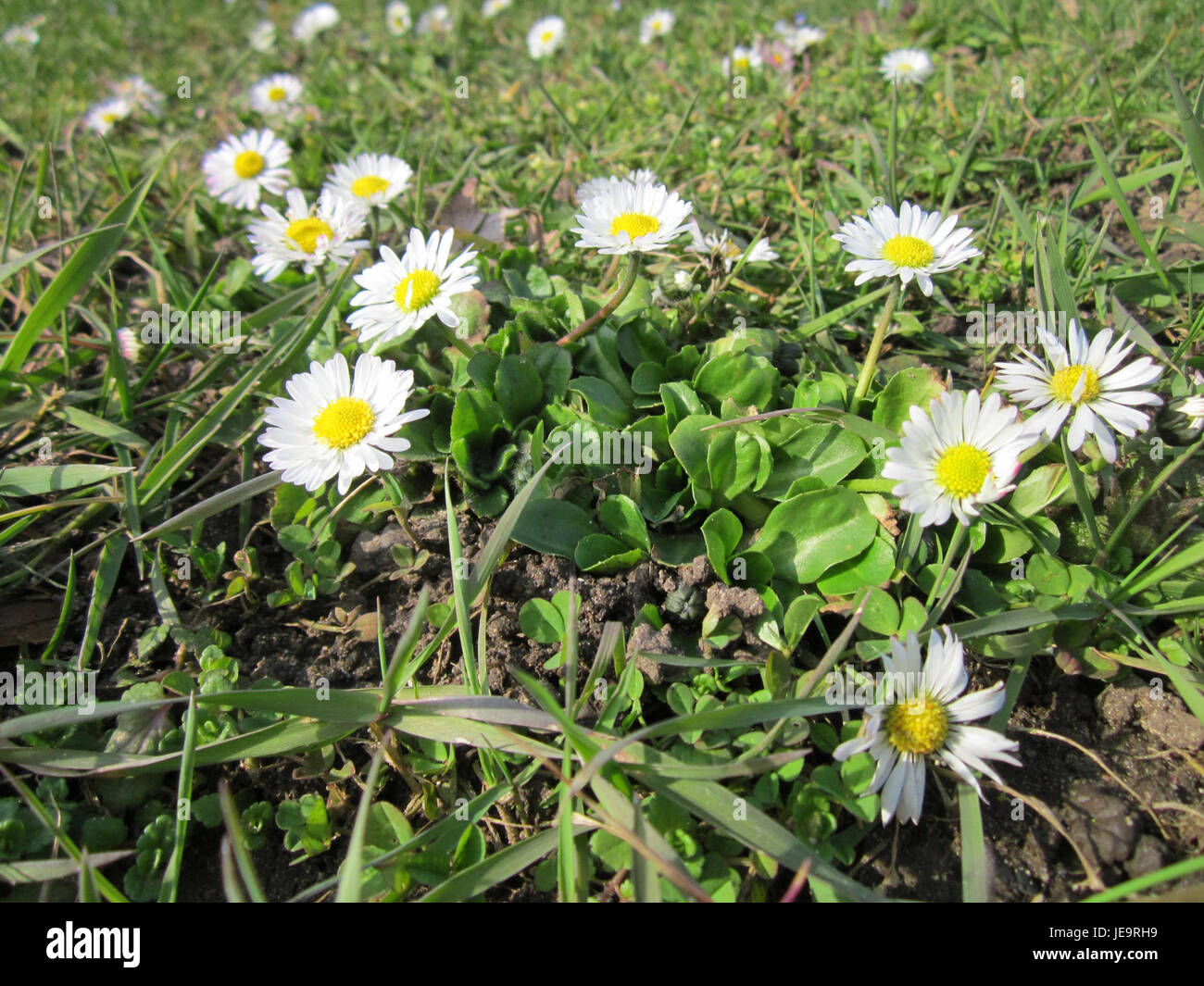 A photograph of Gaensebluemchen (common daisies) in Hockenheim, taken on March 22, 2013 ...