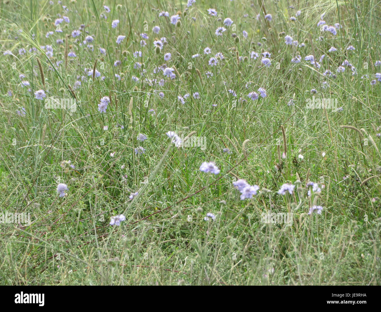 Photograph of Scabiosa canescens, a species of flower in the ...