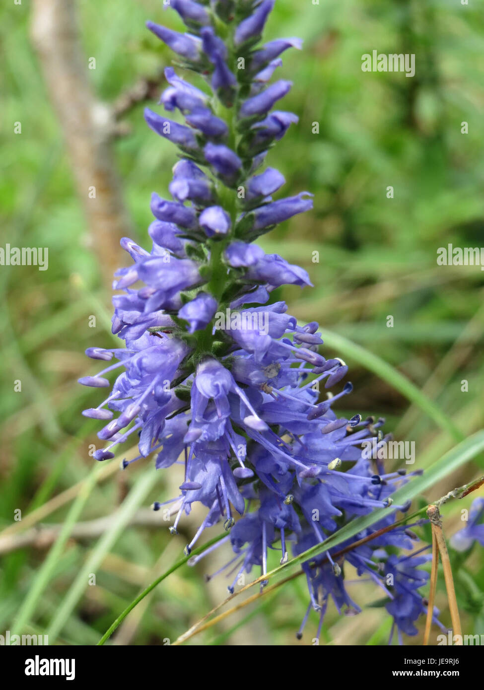 A photograph of Veronica spicata, also known as spike speedwell, taken ...