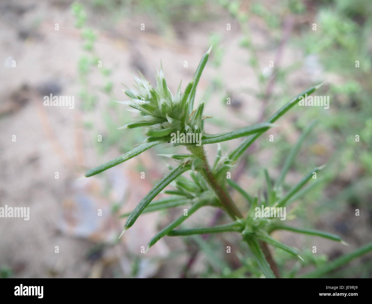 Invasive species effects hi-res stock photography and images - Alamy