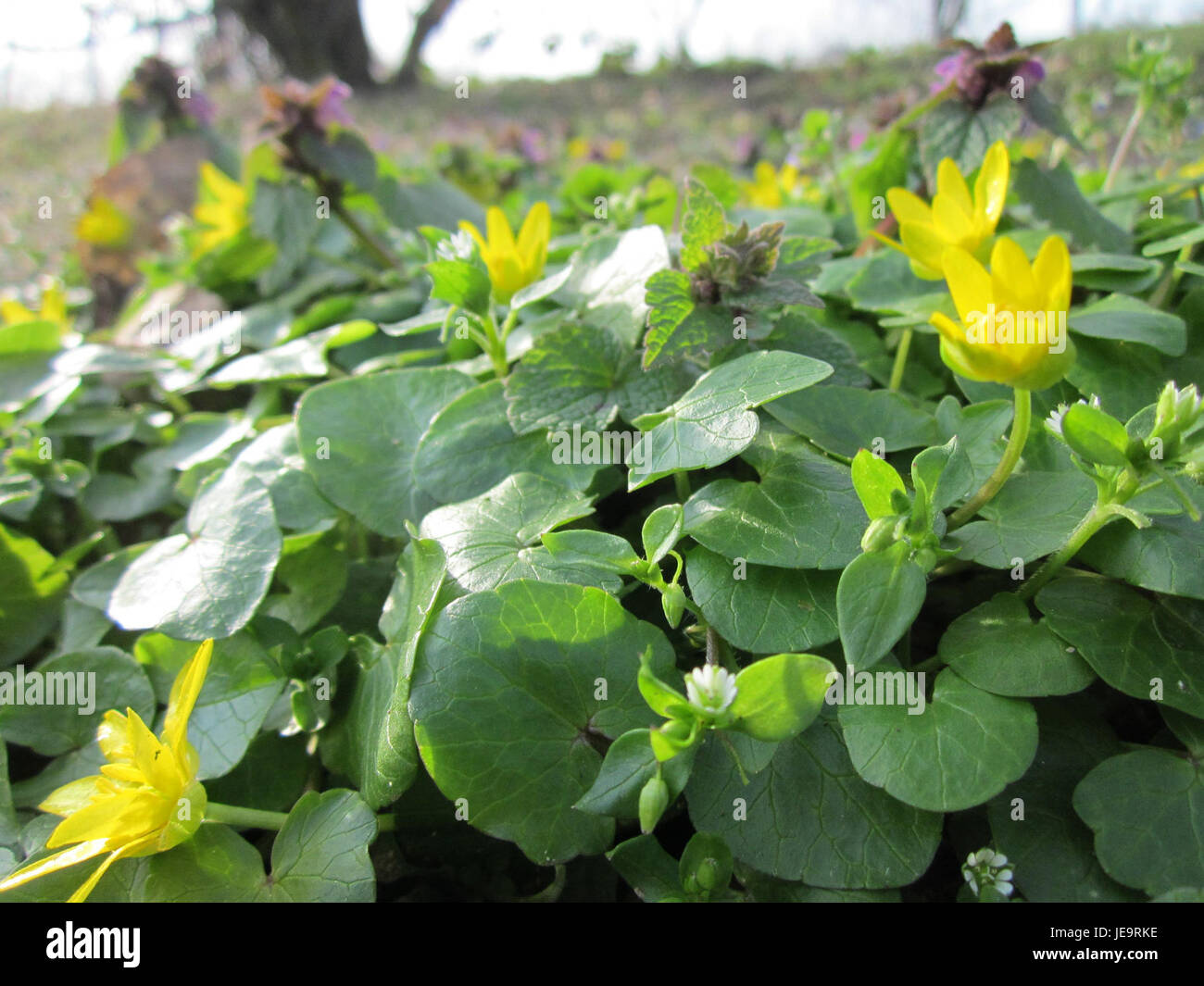 Ficaria verna commonly known hi-res stock photography and images - Alamy