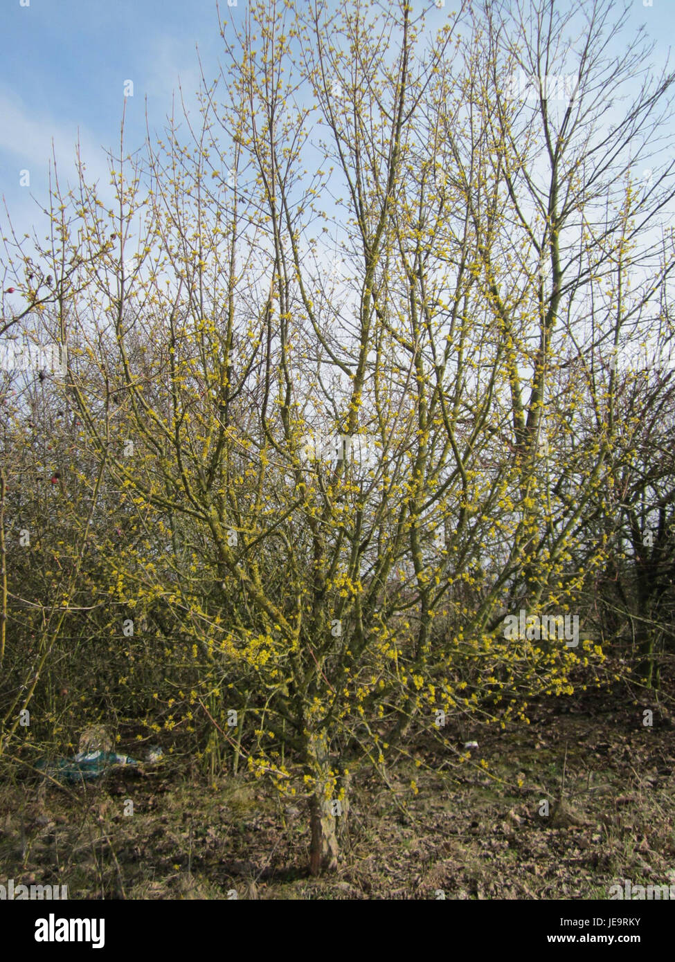 This photograph shows a Cornelian cherry tree (Cornus mas) in full ...