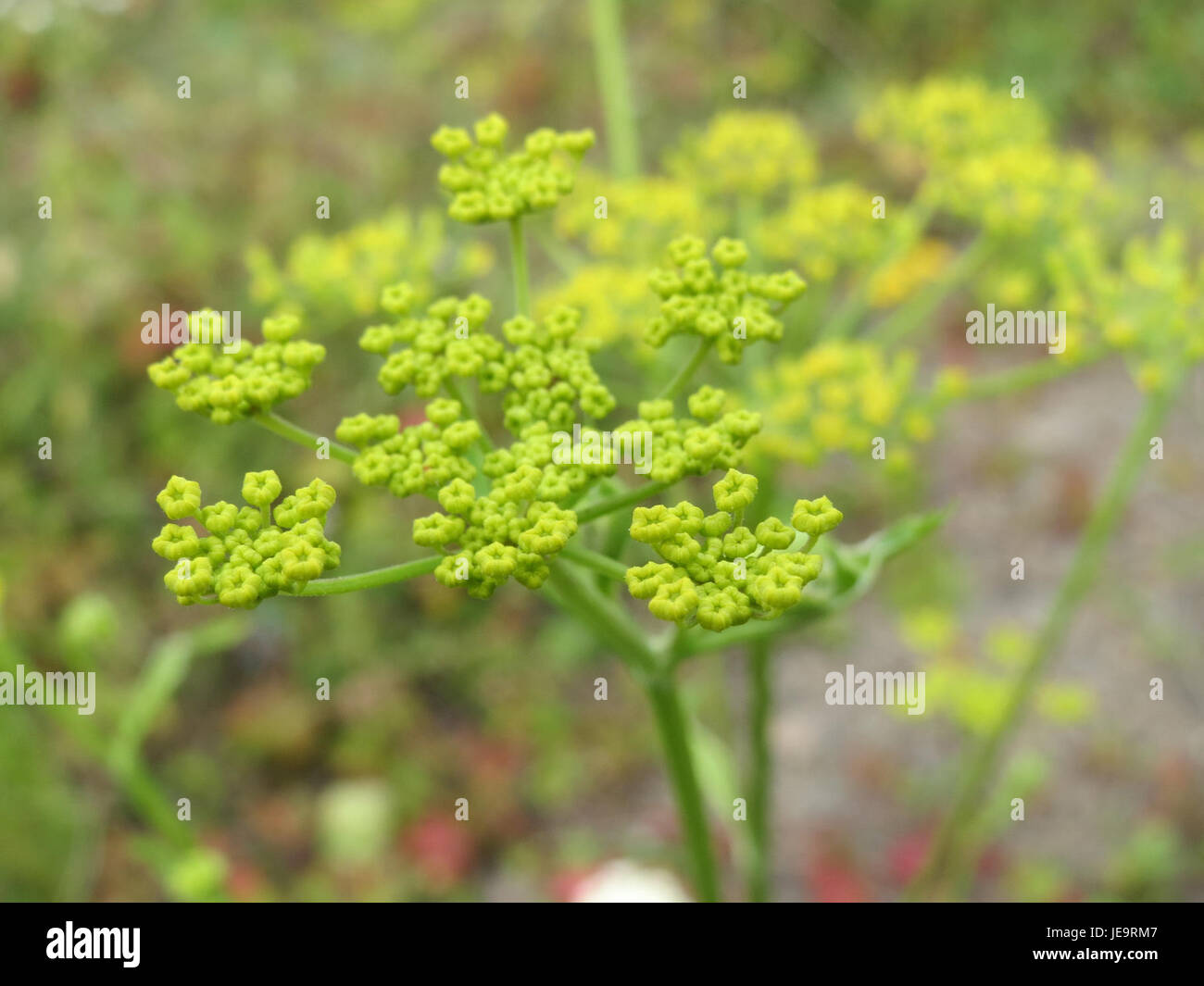 Pastinaca sativa, or parsnip, is a root vegetable native to Eurasia ...