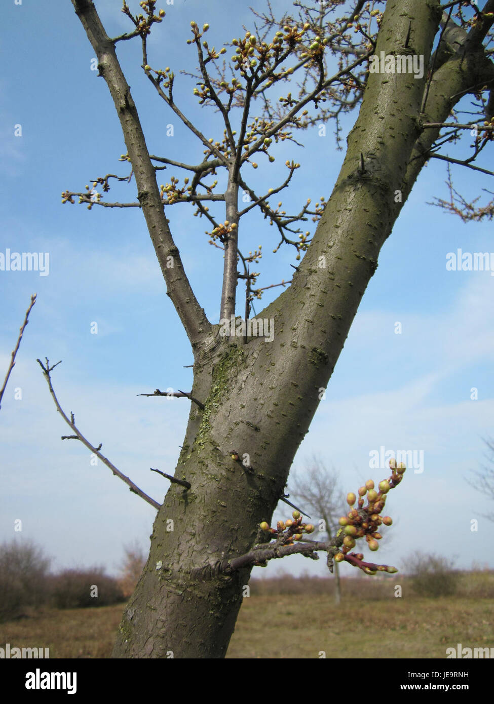 A photograph of Prunus cerasifera, a species of flowering plum tree ...