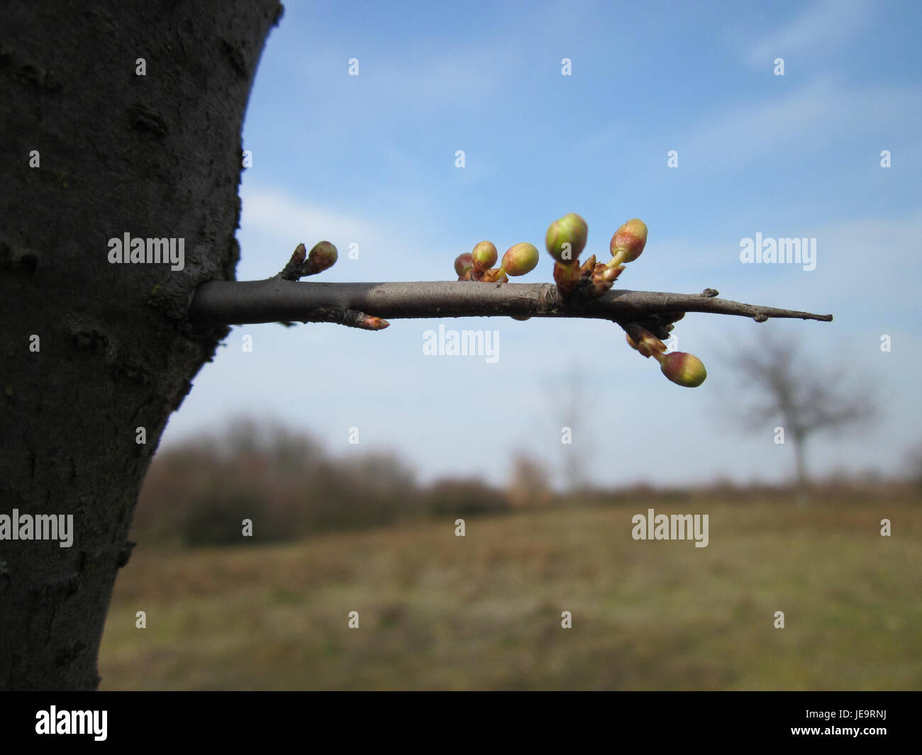 Prunus cerasifera, or cherry plum, is a small deciduous tree known for ...