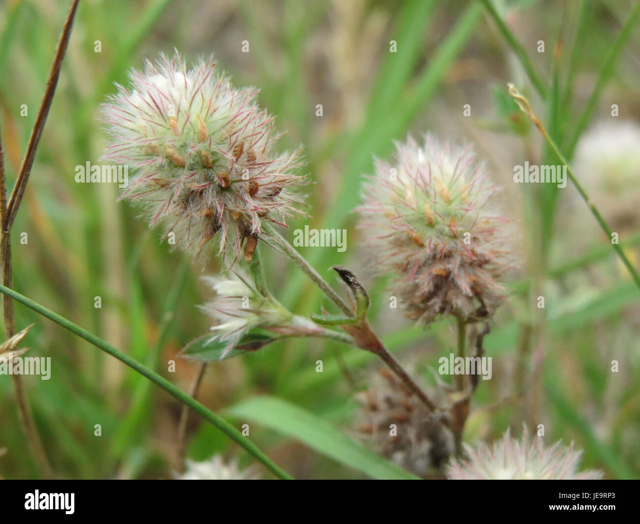 Trifolium arvense, commonly known as hare's-foot clover, is a ...