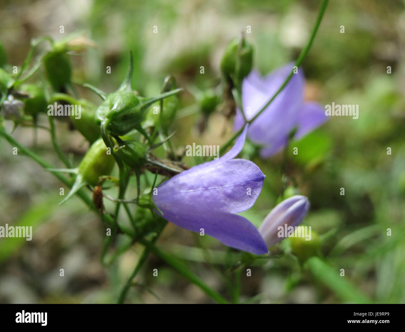 This image depicts Campanula rotundifolia, commonly known as harebell ...