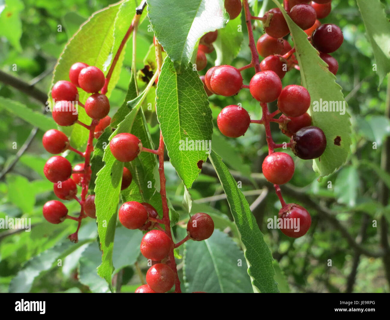 This image features a specimen of Prunus serotina, also known as black ...