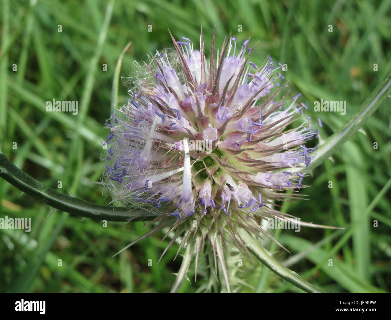 A botanical illustration of Dipsacus fullonum, commonly known as teasel ...