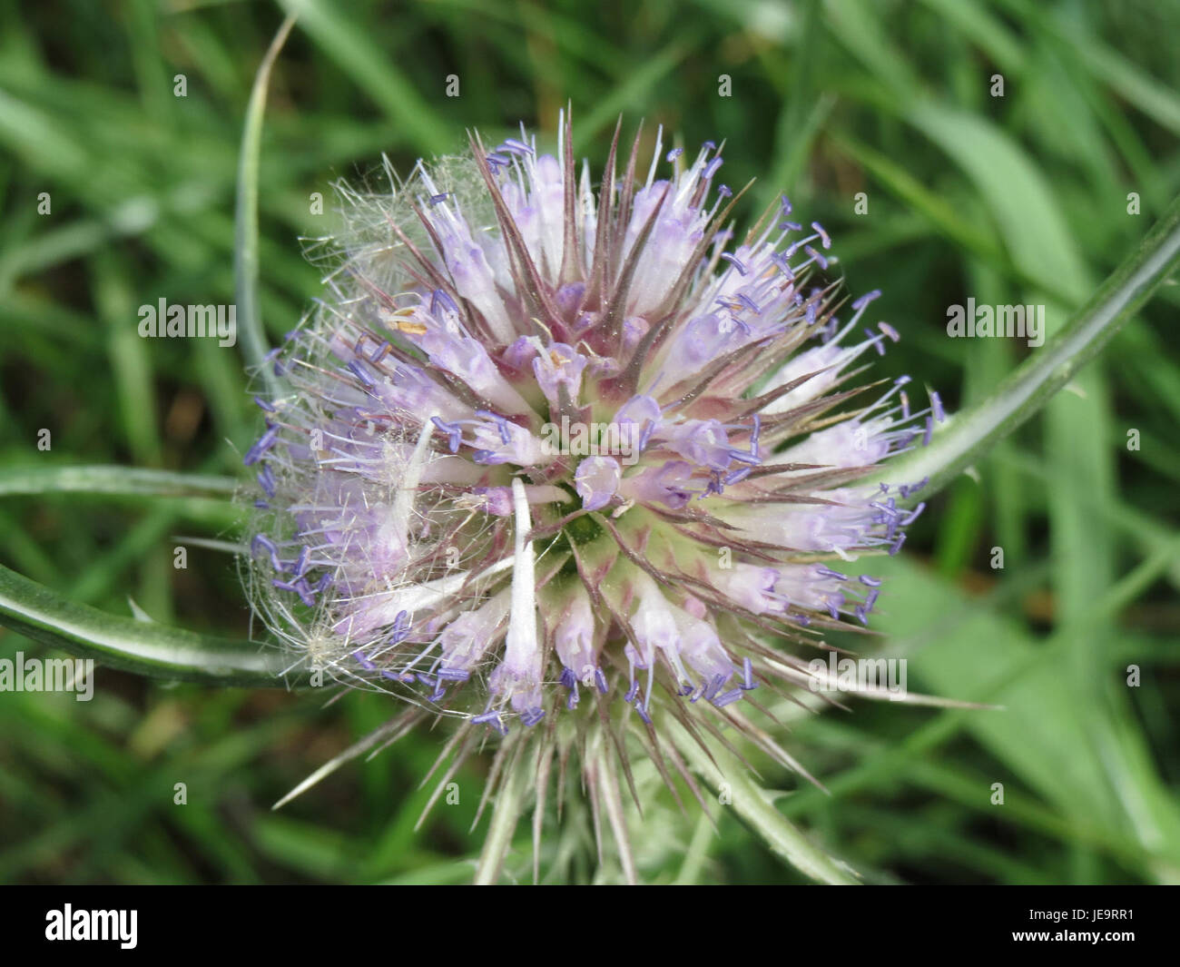 This photograph features *Dipsacus fullonum*, commonly known as teasel ...