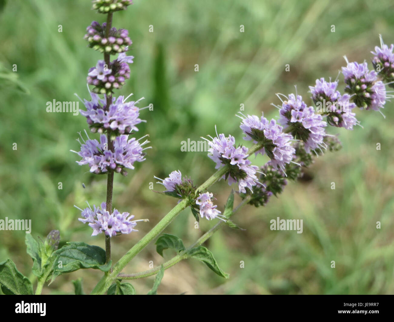 Perennial herb in the mint family hi-res stock photography and images ...