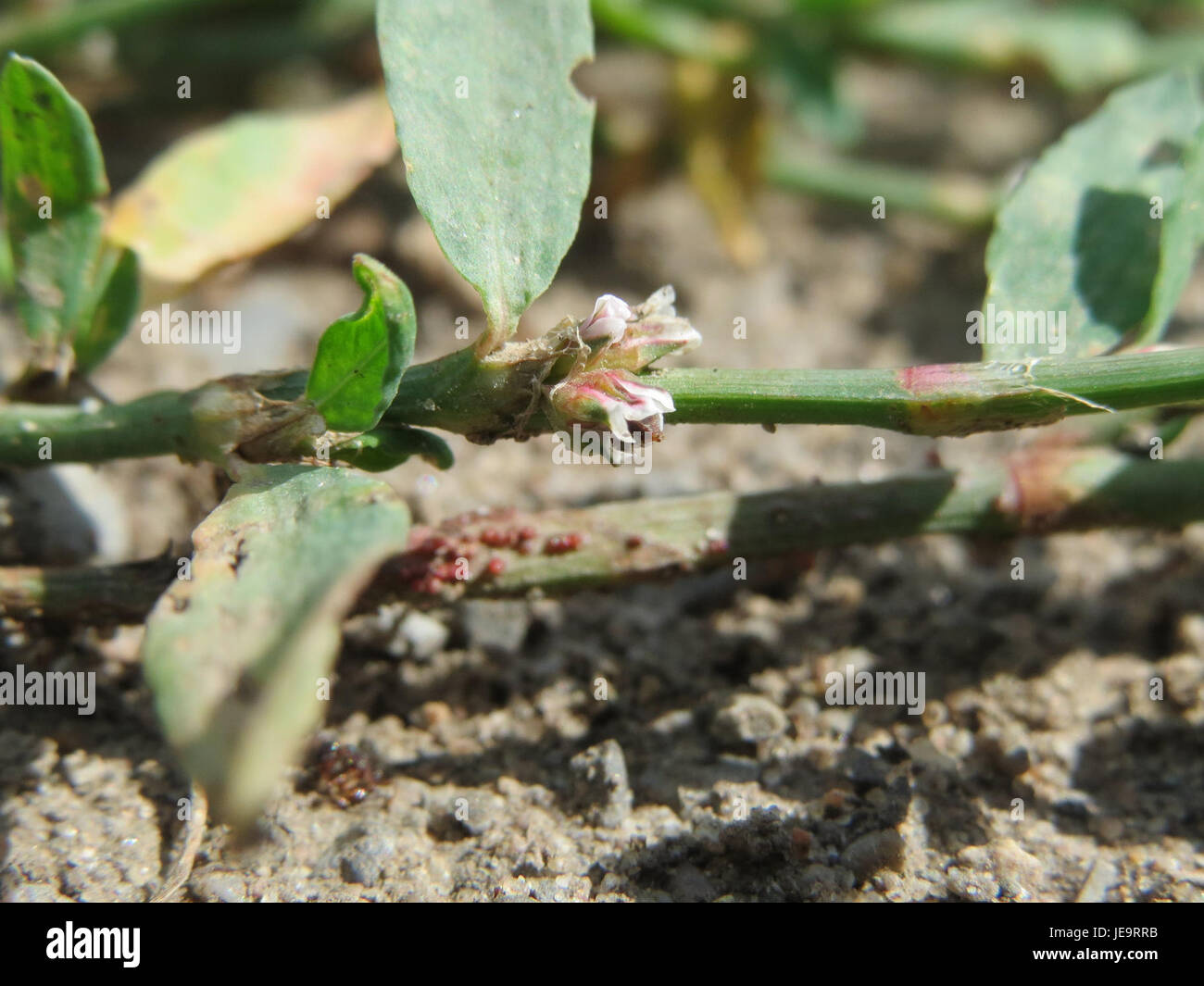 Polygonum aviculare, also known as common knotgrass, is a widespread ...