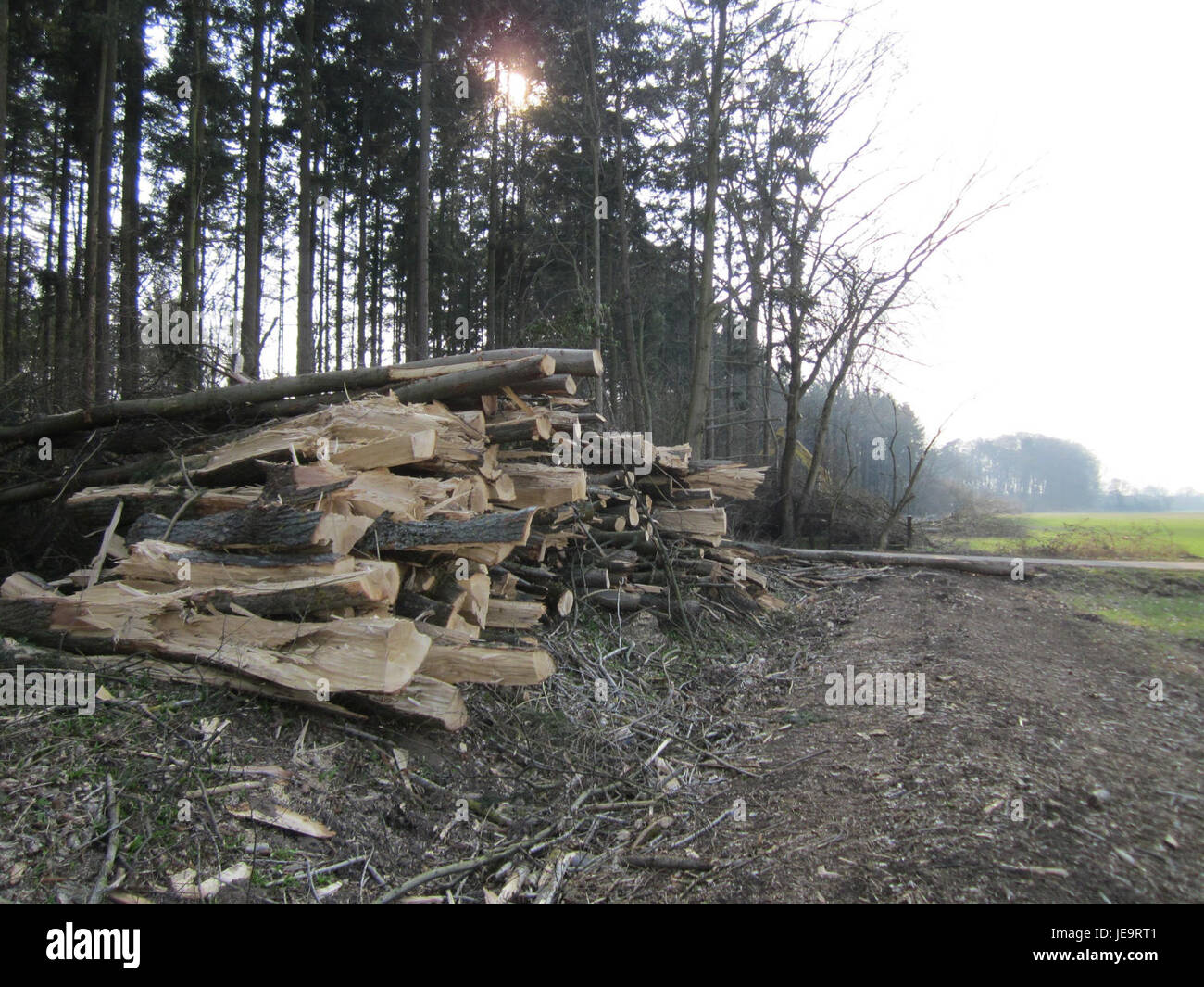 Tree felling operations in St. Leon Rot, Germany, photographed on March ...