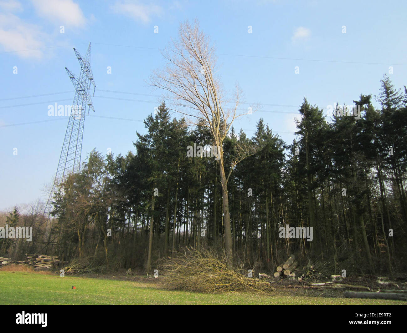 This photograph captures tree felling operations in St. Leon-Rot ...