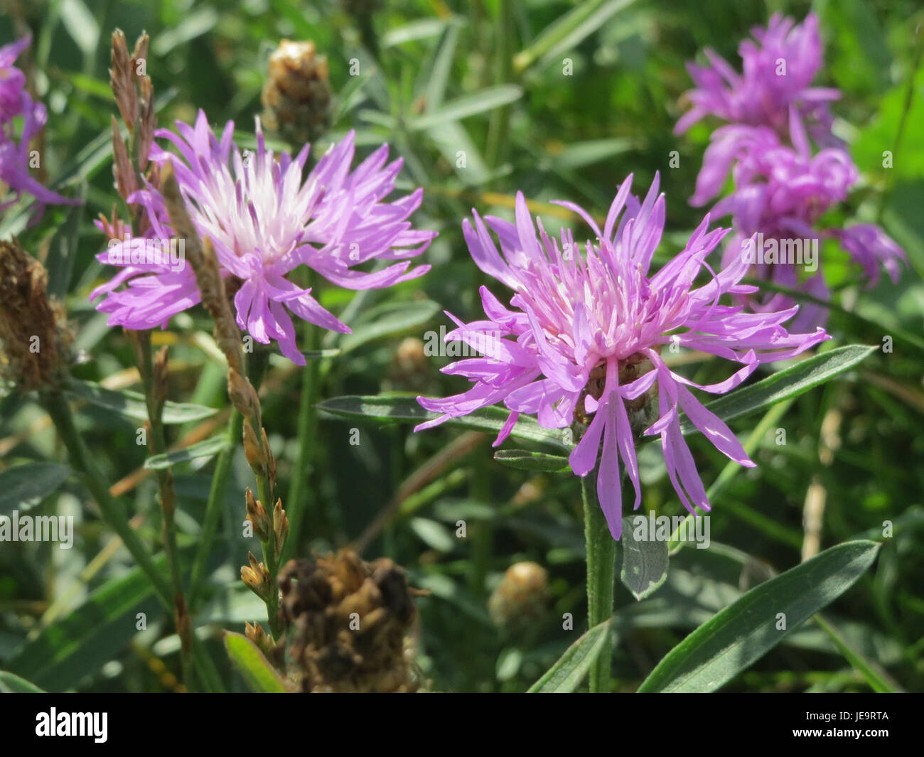 Photograph of Centaurea jacea, a species of flowering plant in the ...