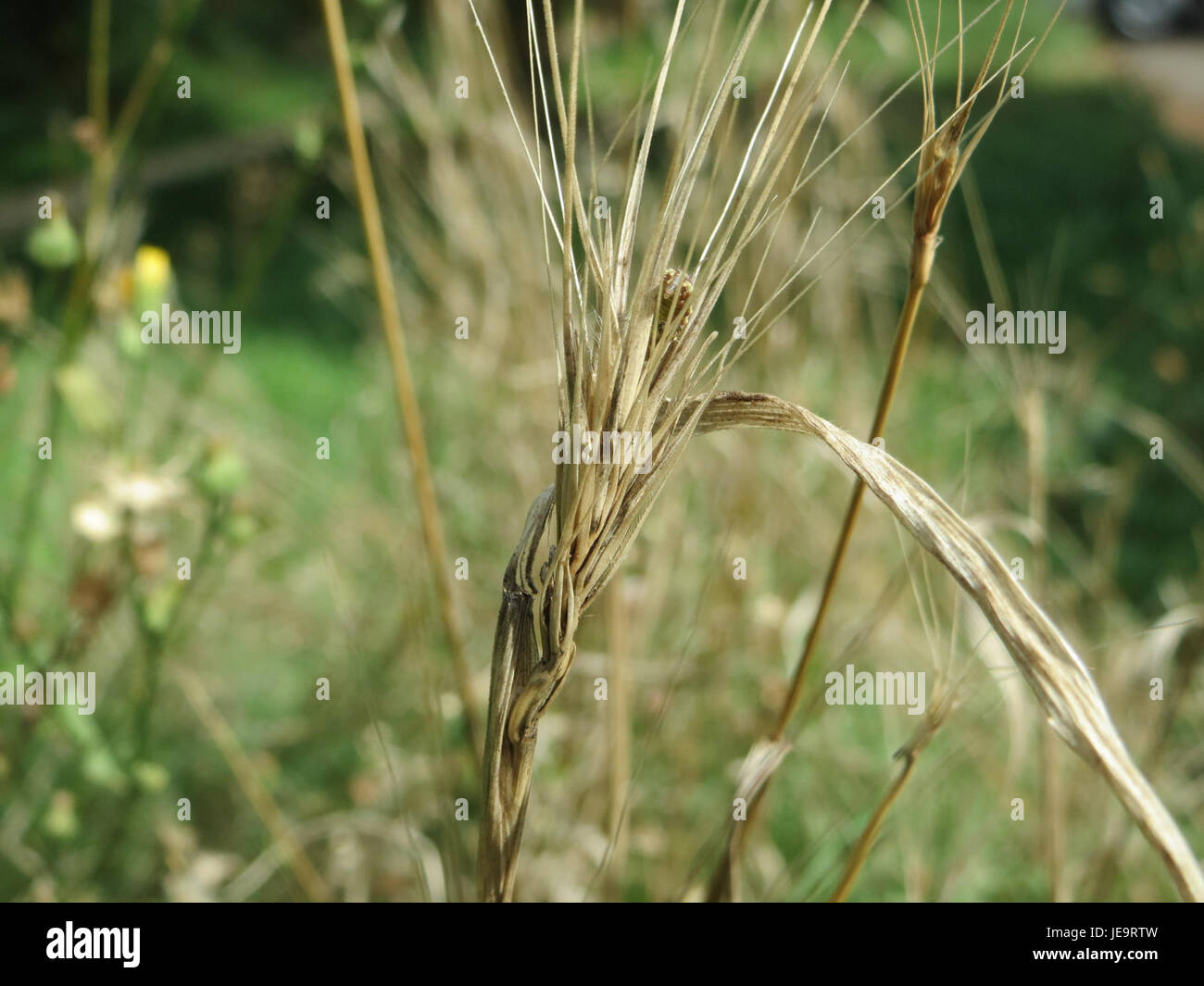 Hordeum murinum, commonly known as mouse barley, is a grass species ...