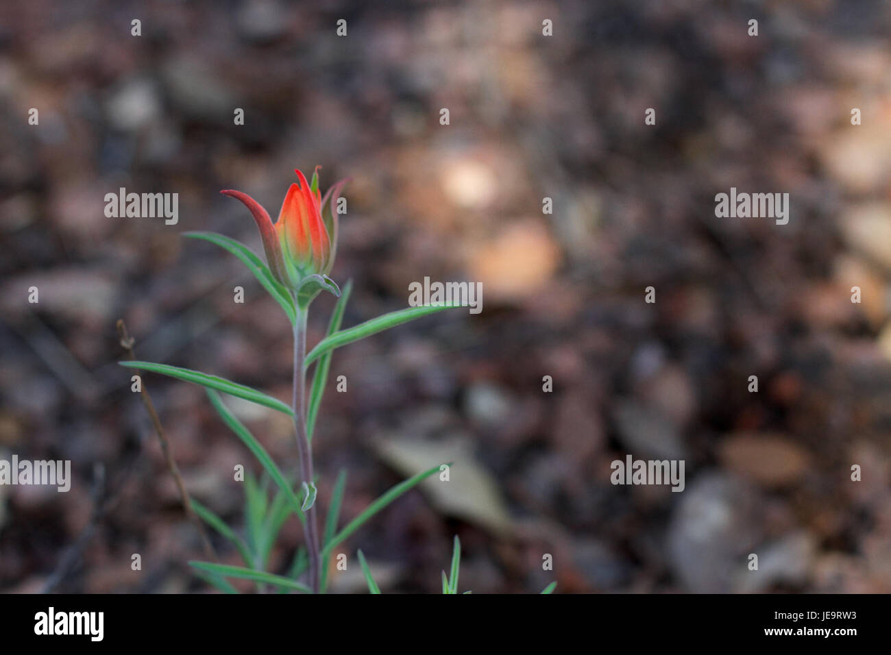 Orange paintbrush castilleja integra hi-res stock photography and ...