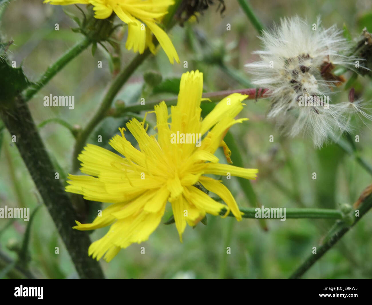 Picris hieracioides, commonly known as hawkweed, is a plant species in ...