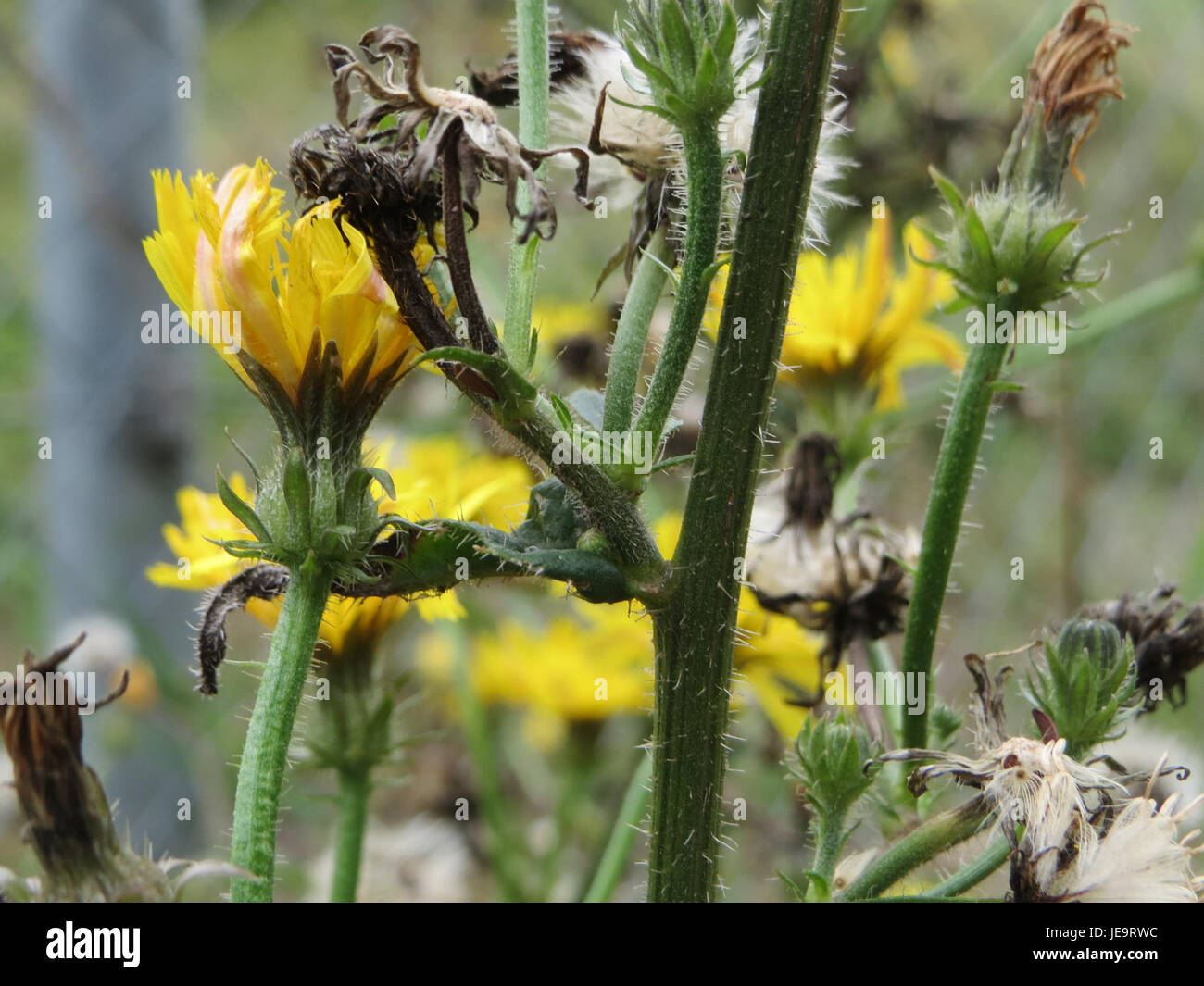 Flower in rough grassland hi-res stock photography and images - Alamy