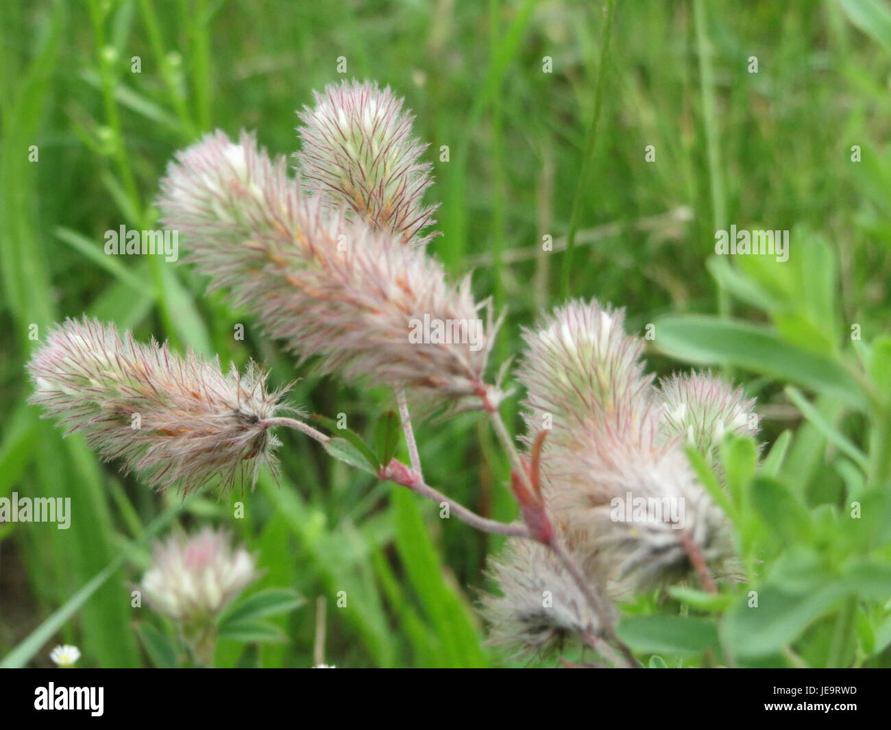 Trifolium arvense commonly known hi-res stock photography and images ...