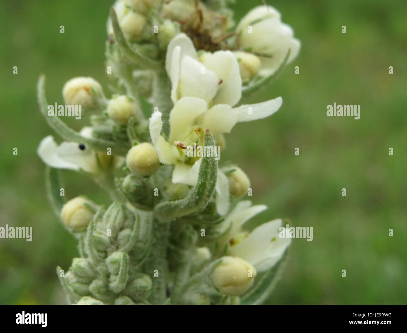 Medicinal plant great mullein hi-res stock photography and images - Alamy