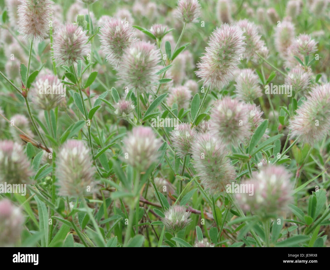 Trifolium arvense commonly known hi-res stock photography and images ...