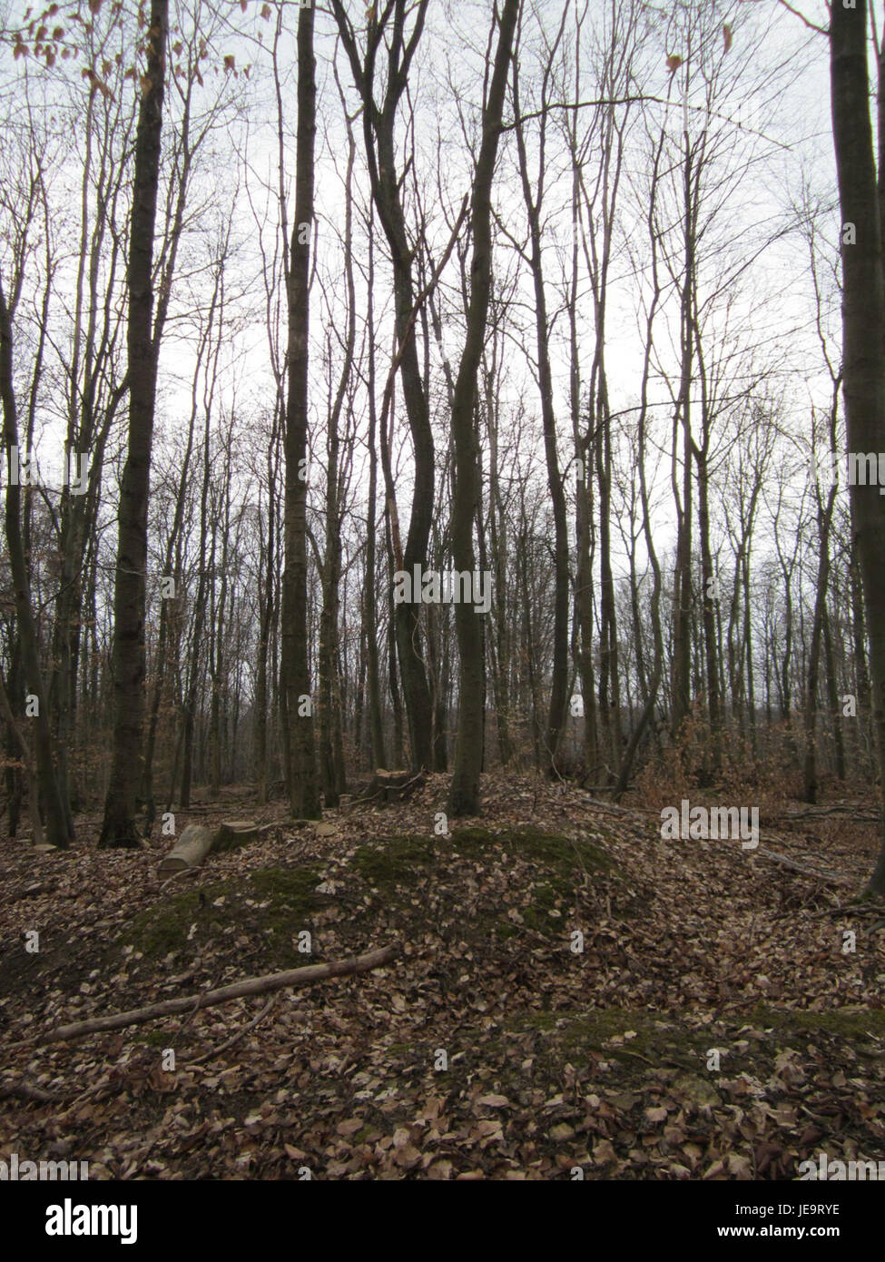 Photograph of Sonnenberg, Germany, taken on March 31, 2013, capturing ...