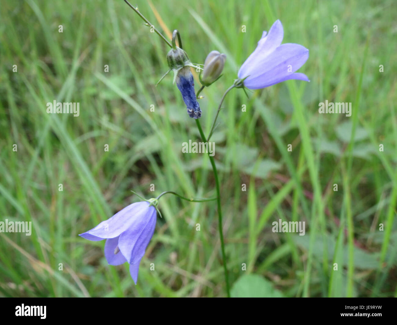 Campanula rotundifolia, commonly known as harebell, is a perennial ...