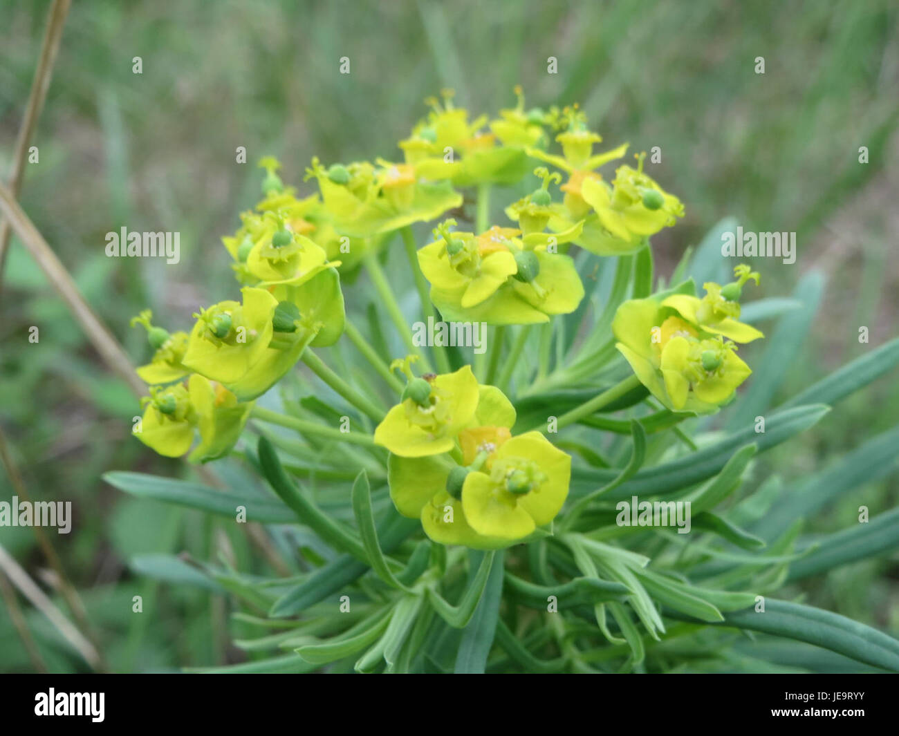 Euphorbia commonly known spurge hi-res stock photography and images - Alamy