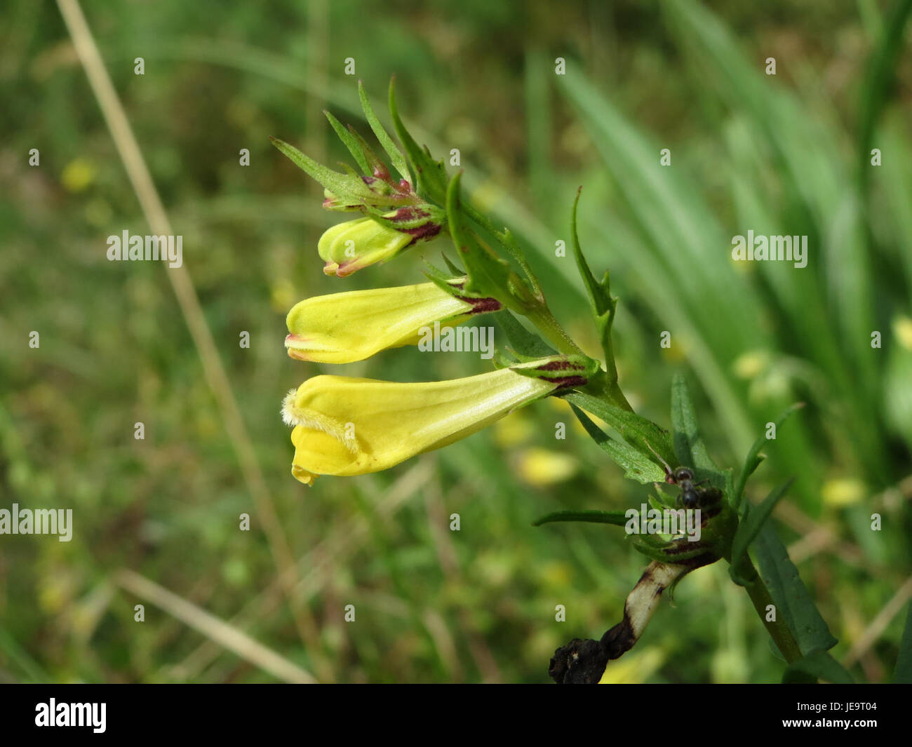 Melampyrum pratense, commonly known as cow-wheat, is a plant species in ...
