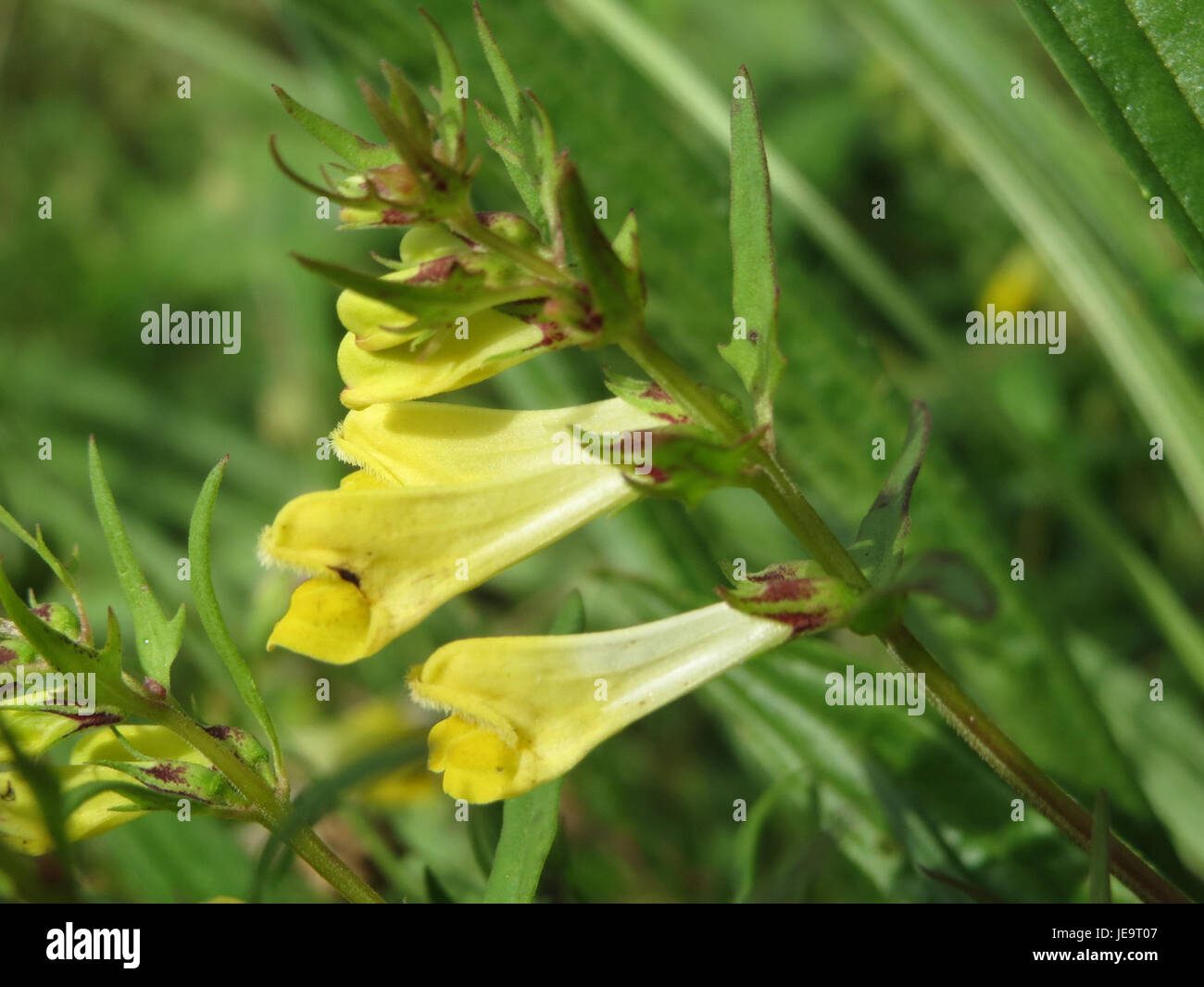 Melampyrum pratense, also known as common cow-wheat, is a flowering ...